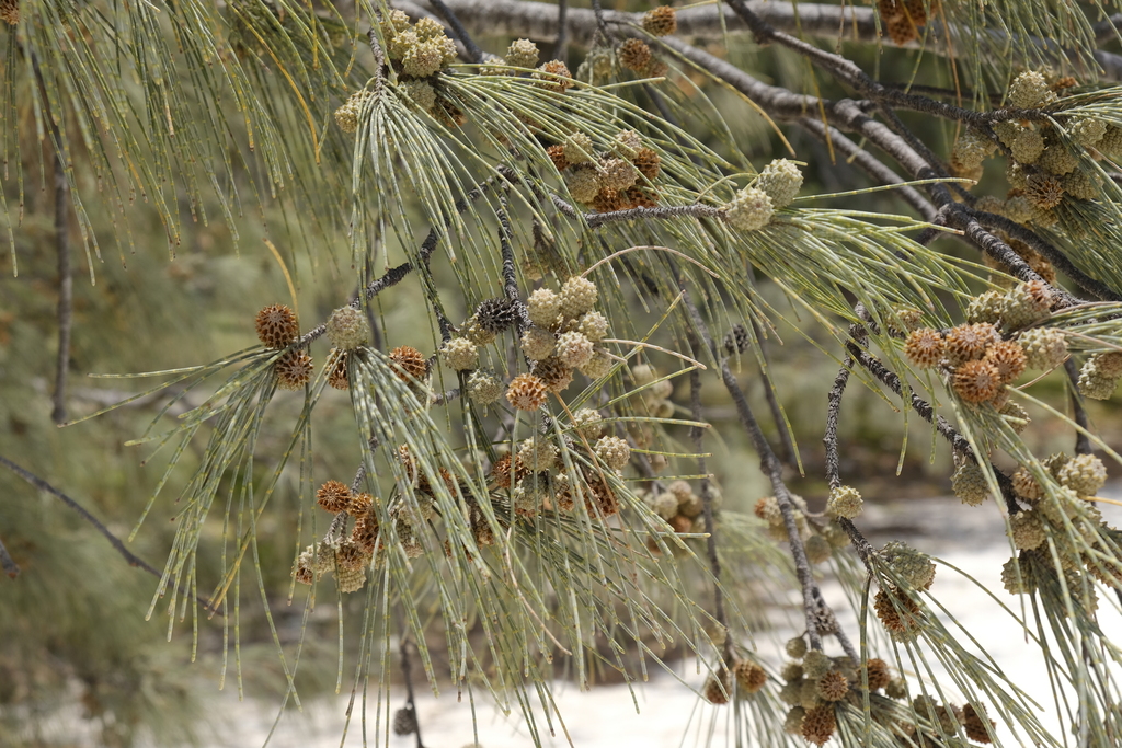 Beach Sheoak from Lifou, New Caledonia on January 13, 2020 by YZ I ...