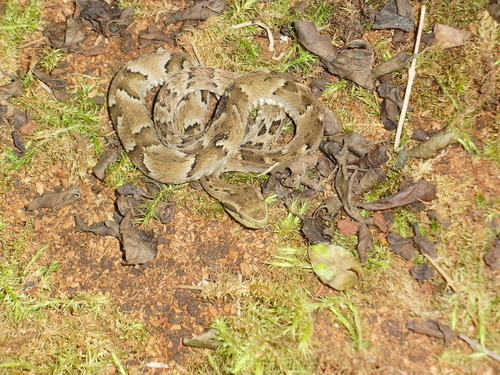Bothropoides jararaca · iNaturalist