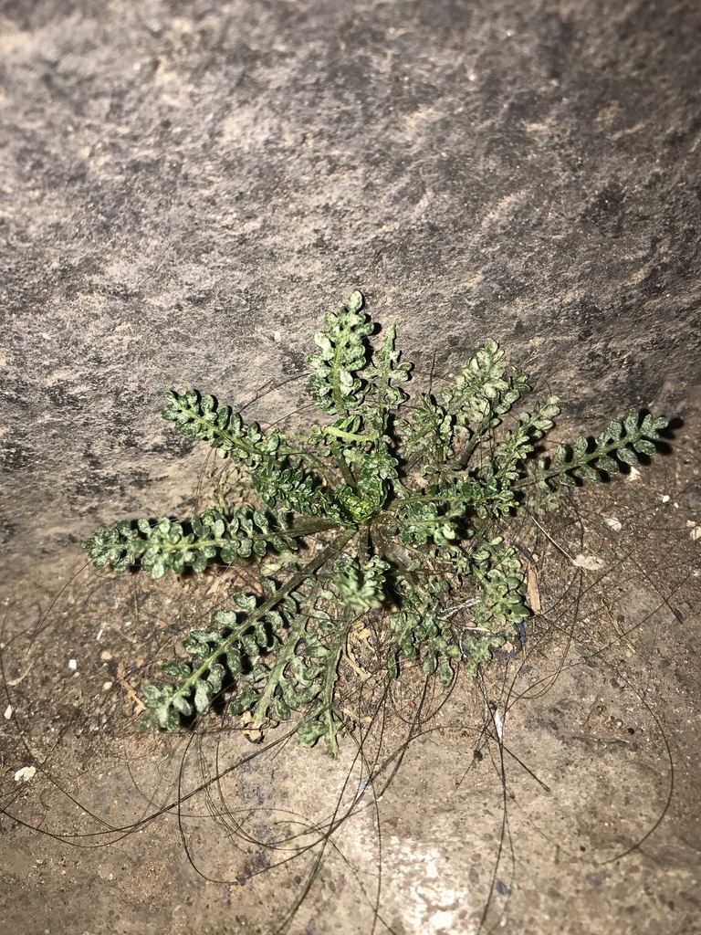 Maca from San Agustín, Cuzco, PE on March 03, 2020 at 07:24 PM by ...