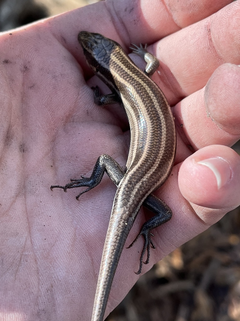Common Five-lined Skink from North Carolina Zoo, Asheboro, NC, US on ...