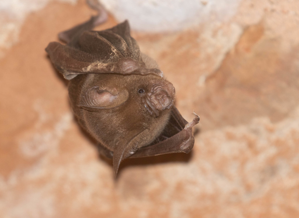Schneider's roundleaf bat from Nyaung-U, Myanmar (Burma) on March 5 ...
