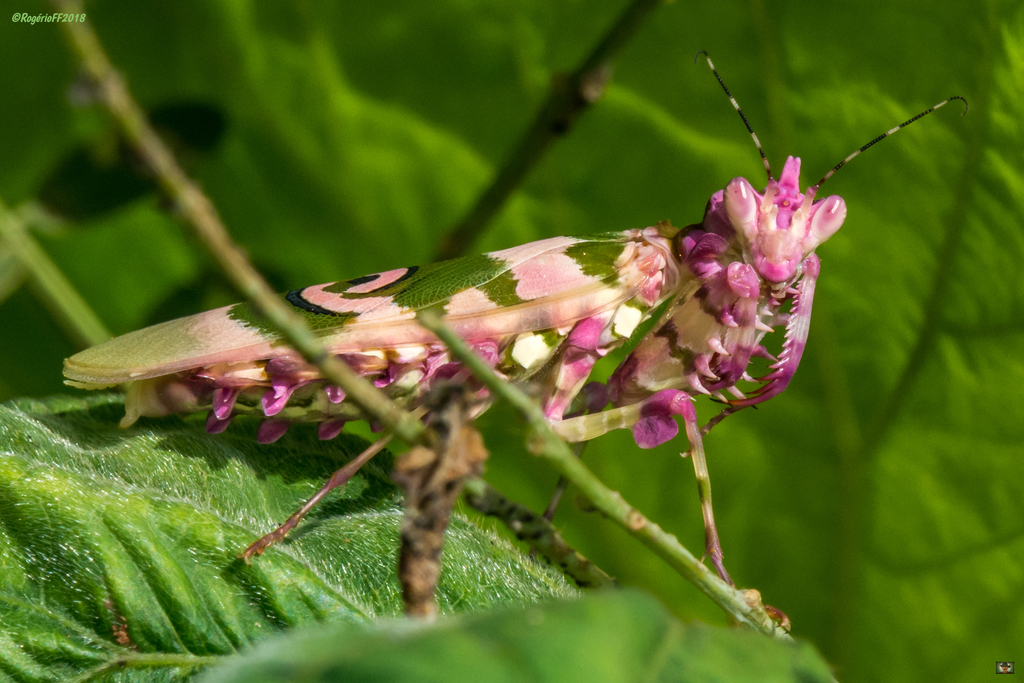 African Spiny Flower Mantis in May 2018 by Rogério Ferreira · iNaturalist