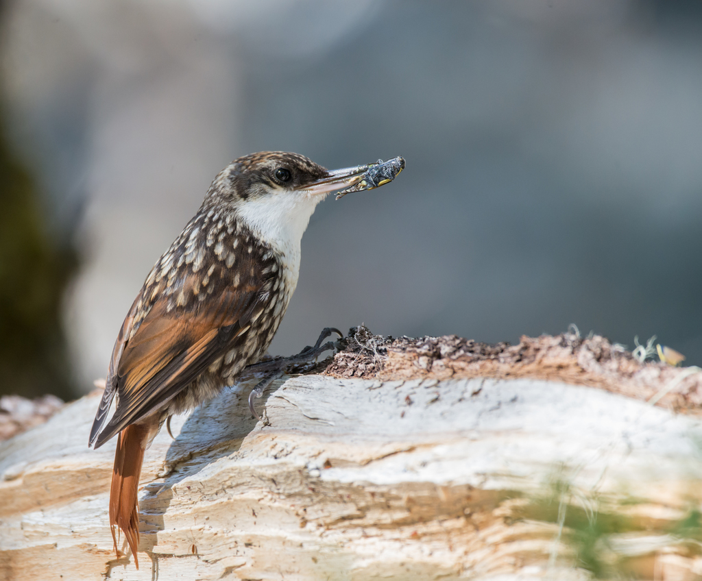 White-throated Treerunner from Bariloche, Río Negro, Argentina on ...
