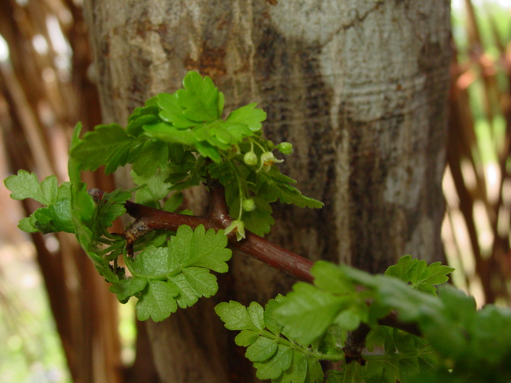 Bursera ribana in July 2007 by Alfredo Frias Castro · iNaturalist