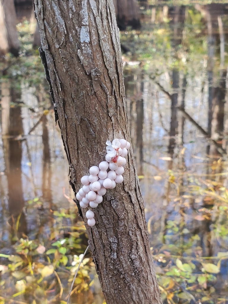Florida Apple Snail in March 2020 by Torie Caldwell · iNaturalist