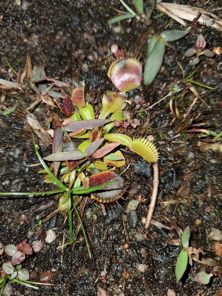 Venus flytrap in March 2020 by Cynthia Randle · iNaturalist
