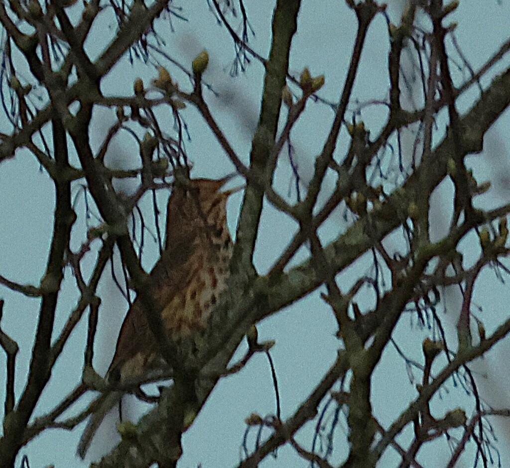 Song Thrush from Tingley, UK on March 25, 2026 at 07:04 PM by Sally ...