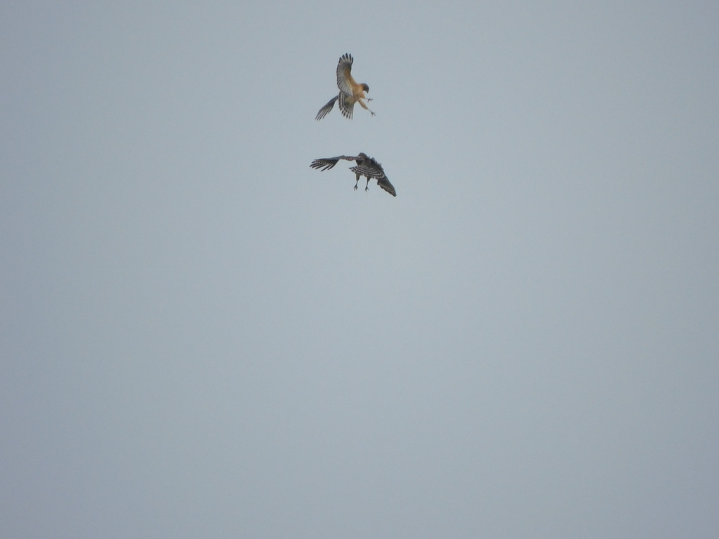 Red-shouldered Hawk from Folsom, LA 70437, USA on March 3, 2020 at 10: ...