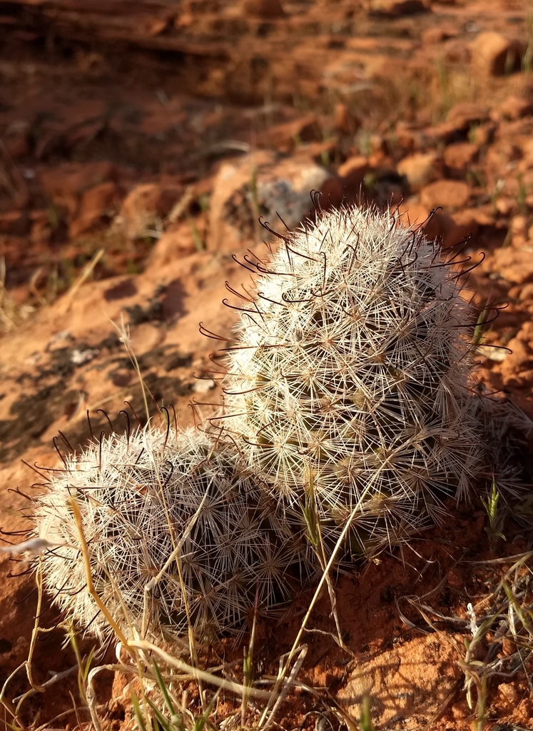 Common Fishhook Cactus from St. George, UT, USA on March 6, 2020 at 05: ...