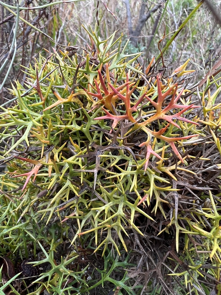 Horny Cone-bush from Bunarong Park, Frankston, VIC, AU on March 26 ...