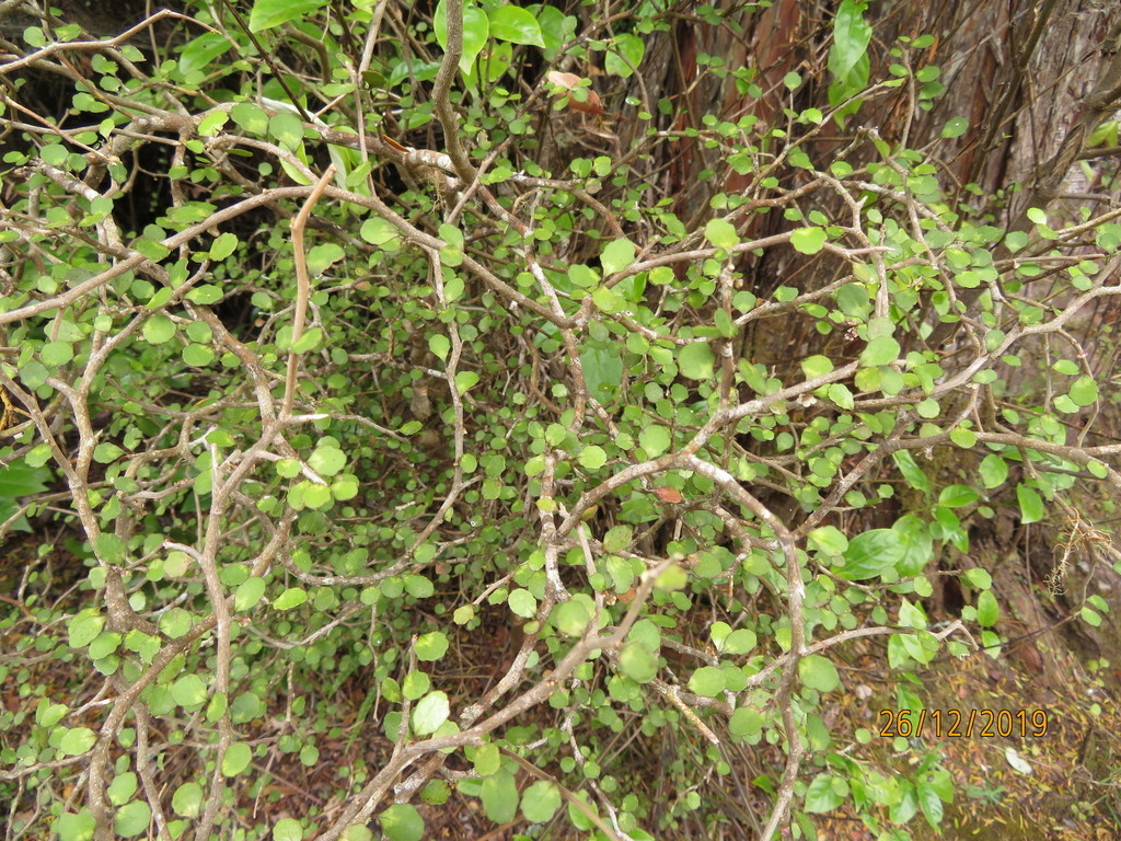 Manakura from Tangihua Forest 0178, New Zealand on December 26, 2019 at ...