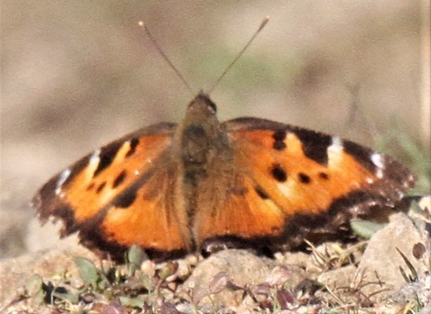 California Tortoiseshell from San Mateo County, CA, USA on March 4 ...