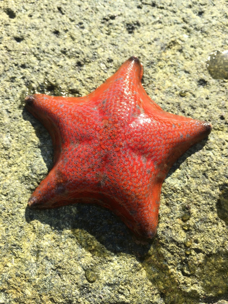 Blue Bat Star from 甲楽城, 南条郡南越前町, 福井県, JP on February 21, 2020 at 10:27 ...