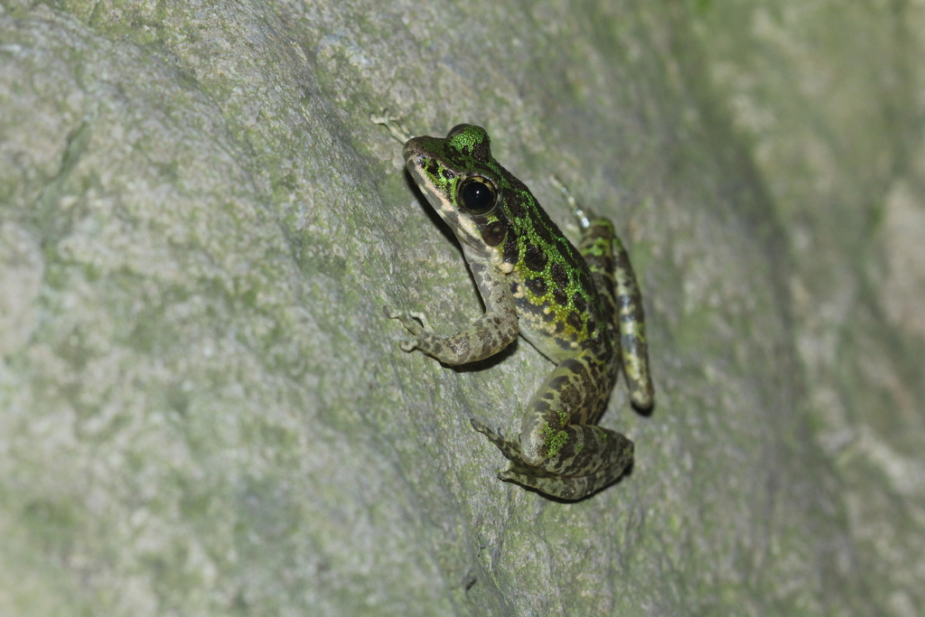 Tianmu Sharp-nosed Frog from 中国浙江省宁波市海曙区龙观乡 on June 30, 2015 at 09:20 ...