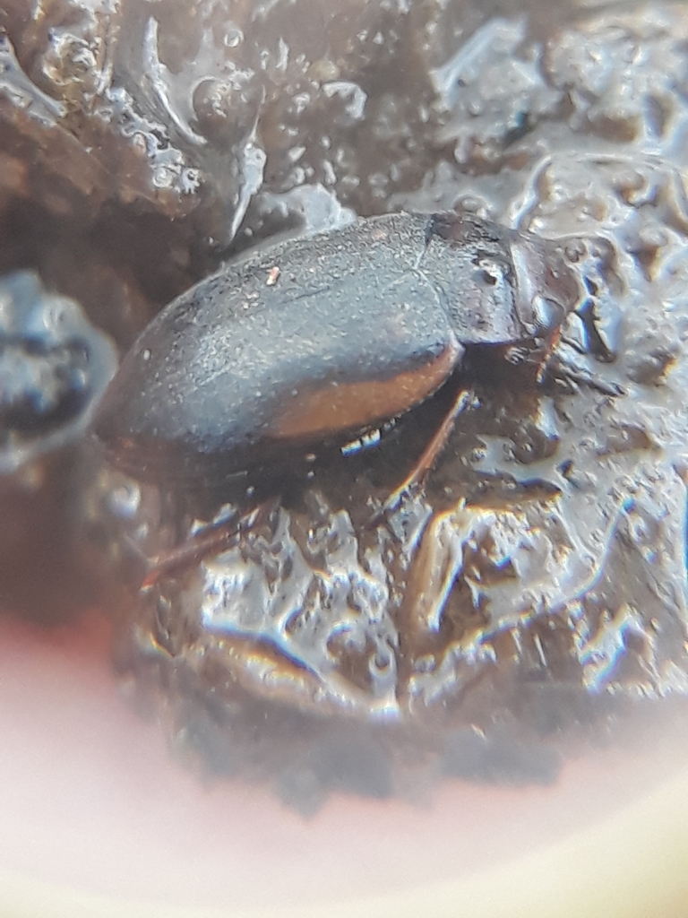 Hydroporus figuratus from 5071 Udenhout, Nederland on March 07, 2020 at ...