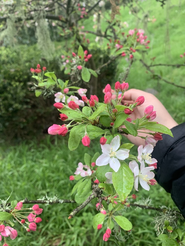 apple from Golden Gate Park, San Francisco, CA, US on March 07, 2020 at ...