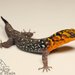 Shieldhead Gecko (Gonatodes caudiscutatus) · iNaturalist