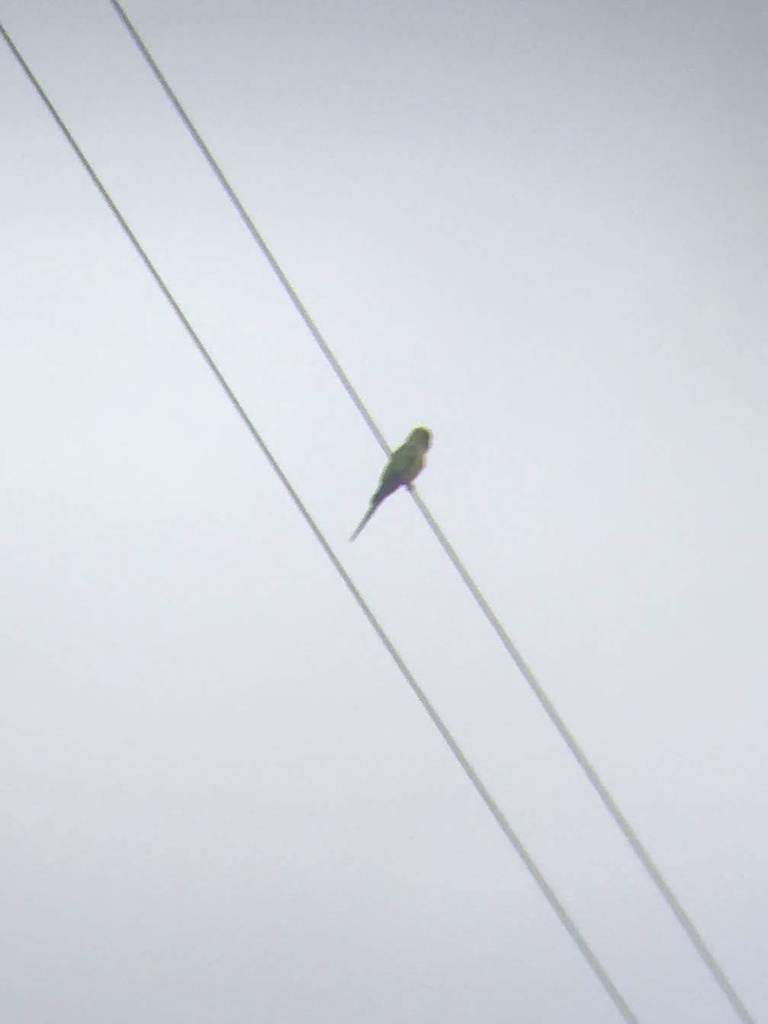 Nanday Parakeet from Gwinnett Village, GA, USA on September 16, 2018 at ...