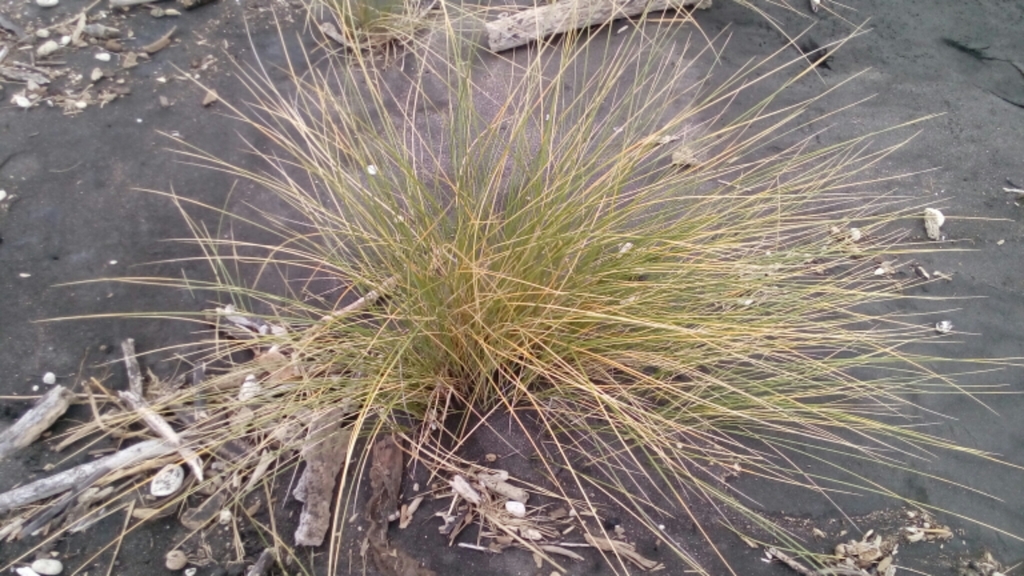 grasses from Waiinu Beach on February 16, 2017 at 11:02 PM by Paloma ...