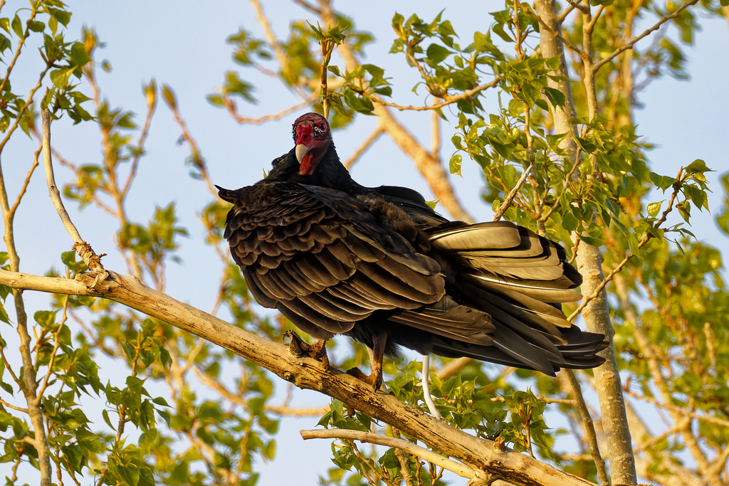 Turkey Vulture in March 2026 by Lane Nielson · iNaturalist