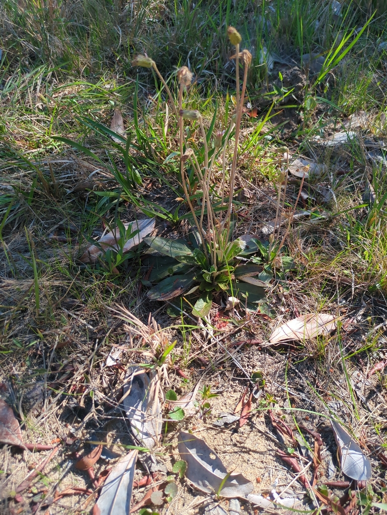 Pineland Daisy from Deer Park, AL 36529, USA on March 27, 2026 at 03:30 ...