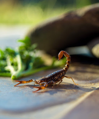 Scorpions from Valdivia, Los Ríos, Chile on February 02, 2019 by J.T ...