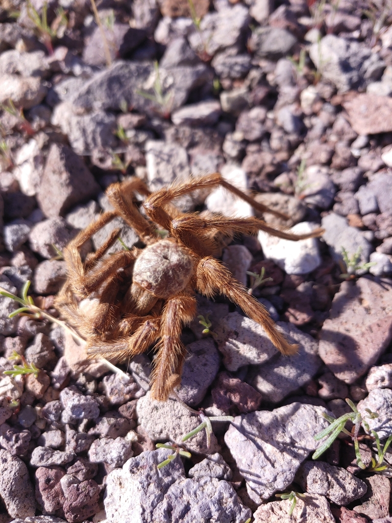Desert Tarantula from Boulder City, NV, USA on March 04, 2020 at 02:54 ...