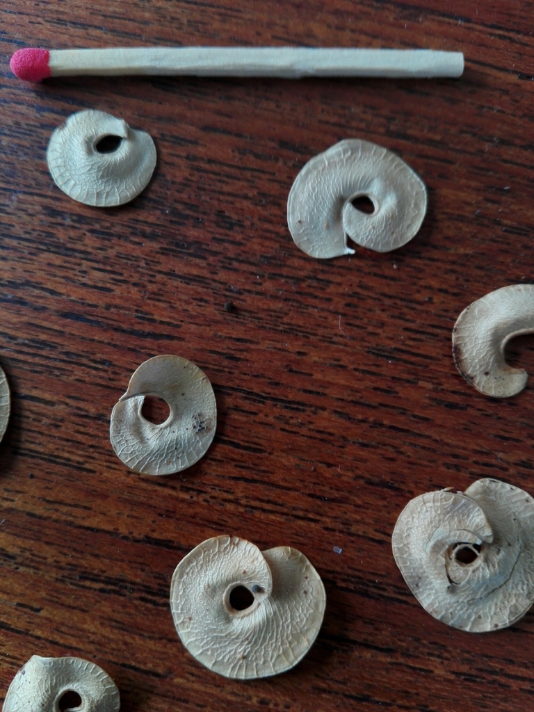 tree medick from 17240 Bois, France on March 8, 2020 at 10:59 AM by ...