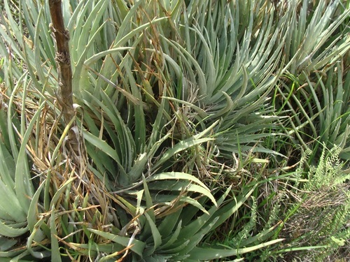 Lechuguilla de Totolcingo (Hechtia perotensis)