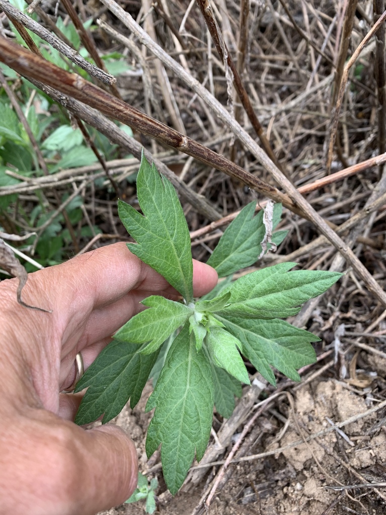 California mugwort from Moon Song Ct, San Diego, CA, US on March 7 ...