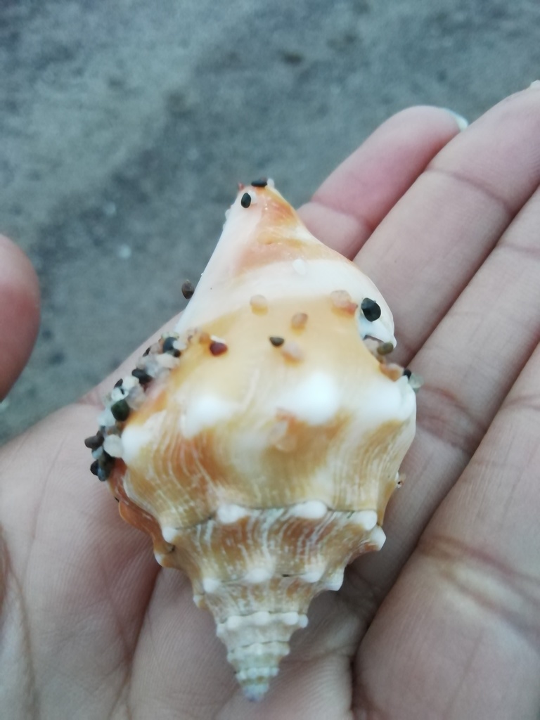Eastern Pacific fighting conch from Puerto Libertad, Son., México on ...