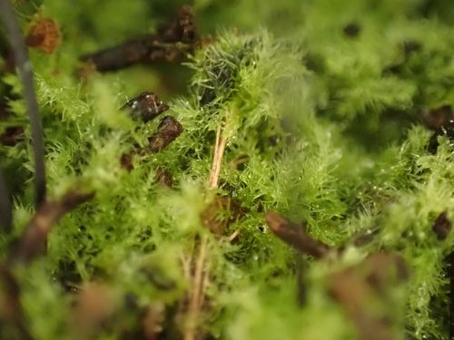 Irish Threadwort (Telaranea nematodes) · iNaturalist