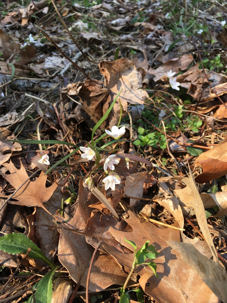 Virginia spring beauty from Woodglen Lake Park, Fairfax, VA, US on ...