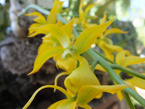 Mormodes badia · iNaturalist United Kingdom