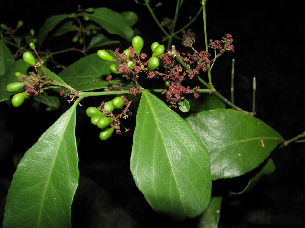 (Crossopetalum gaumeri) - Botanical Realm