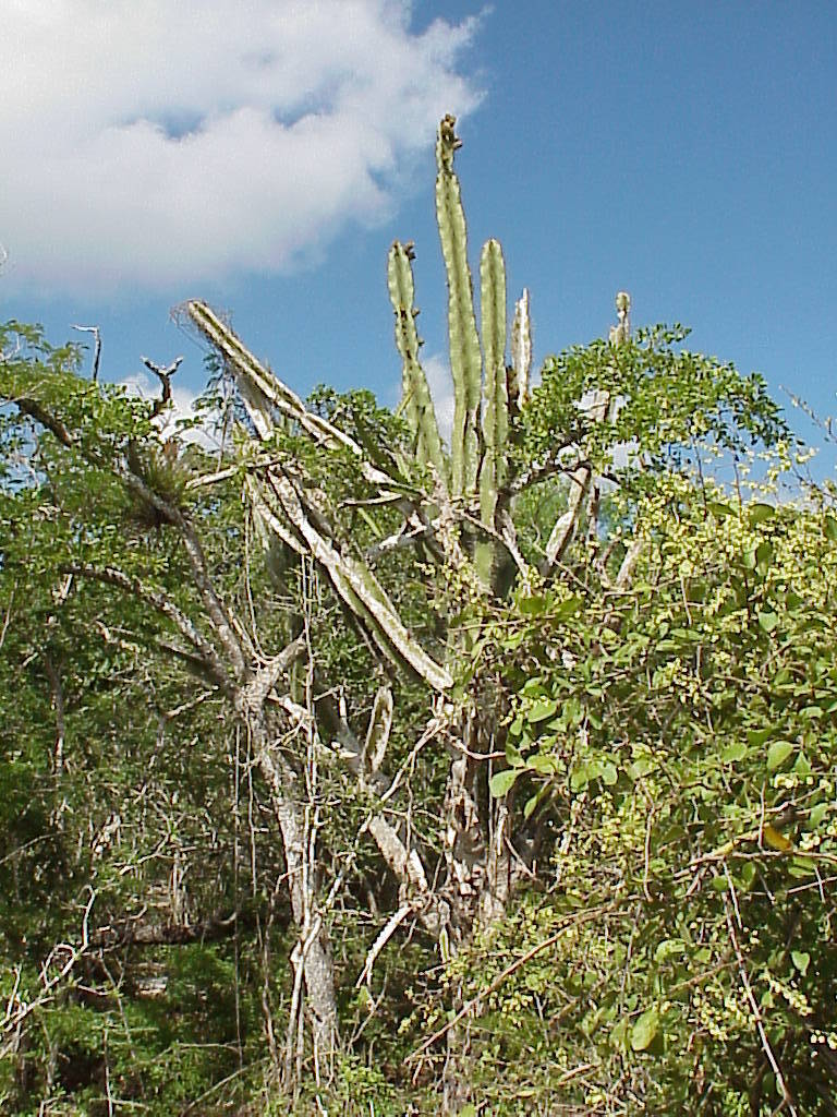 Pterocereus gaumeri gaumeri in February 2002 by Alfredo Dorantes Euan ...