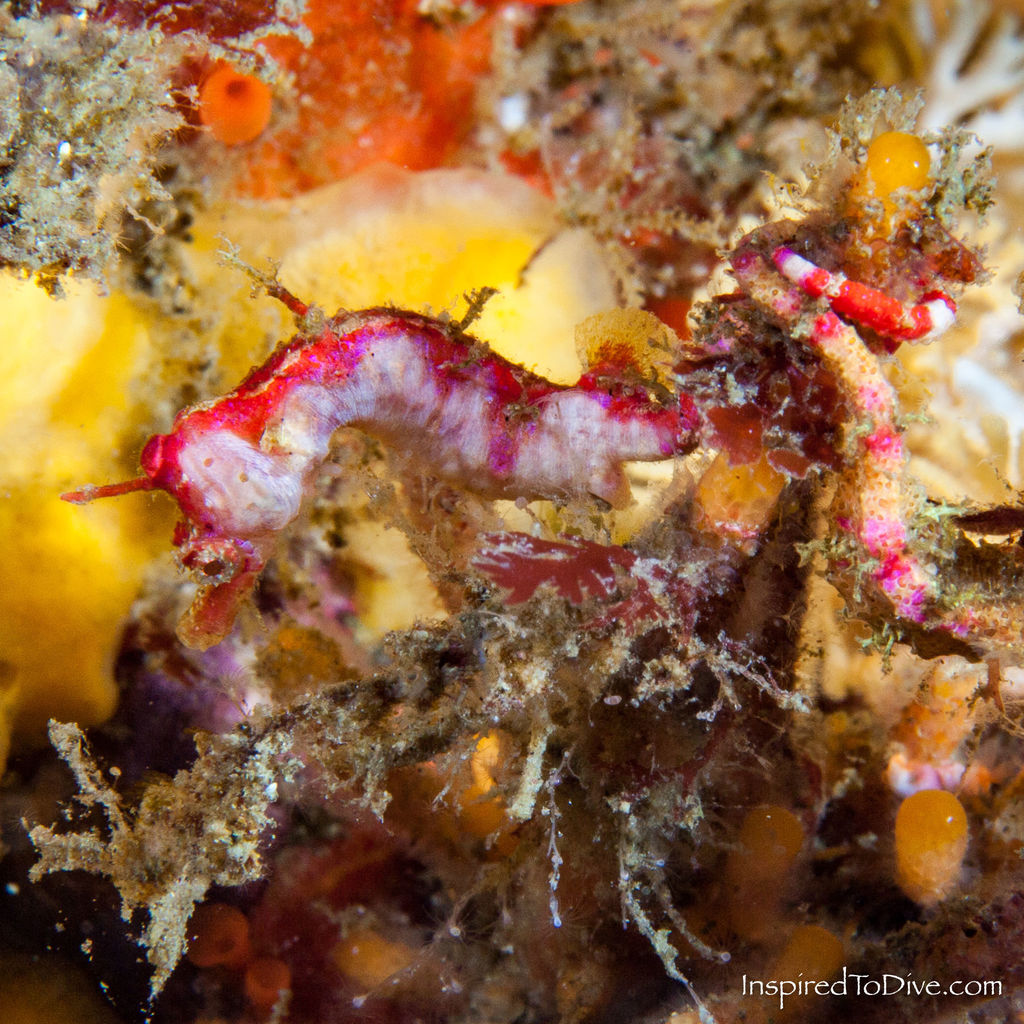 (Cylix tupareomanaia) - Marine Life Identification