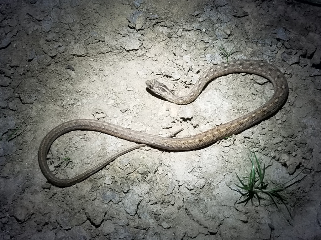 Chaco Sepia Snake from Corumbá - State of Mato Grosso do Sul, Brazil on ...