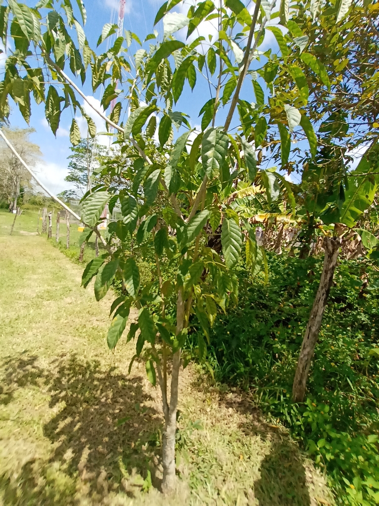Golden Trumpet-tree from Tucta, Tab., Mexico on March 9, 2020 at 12:27 ...