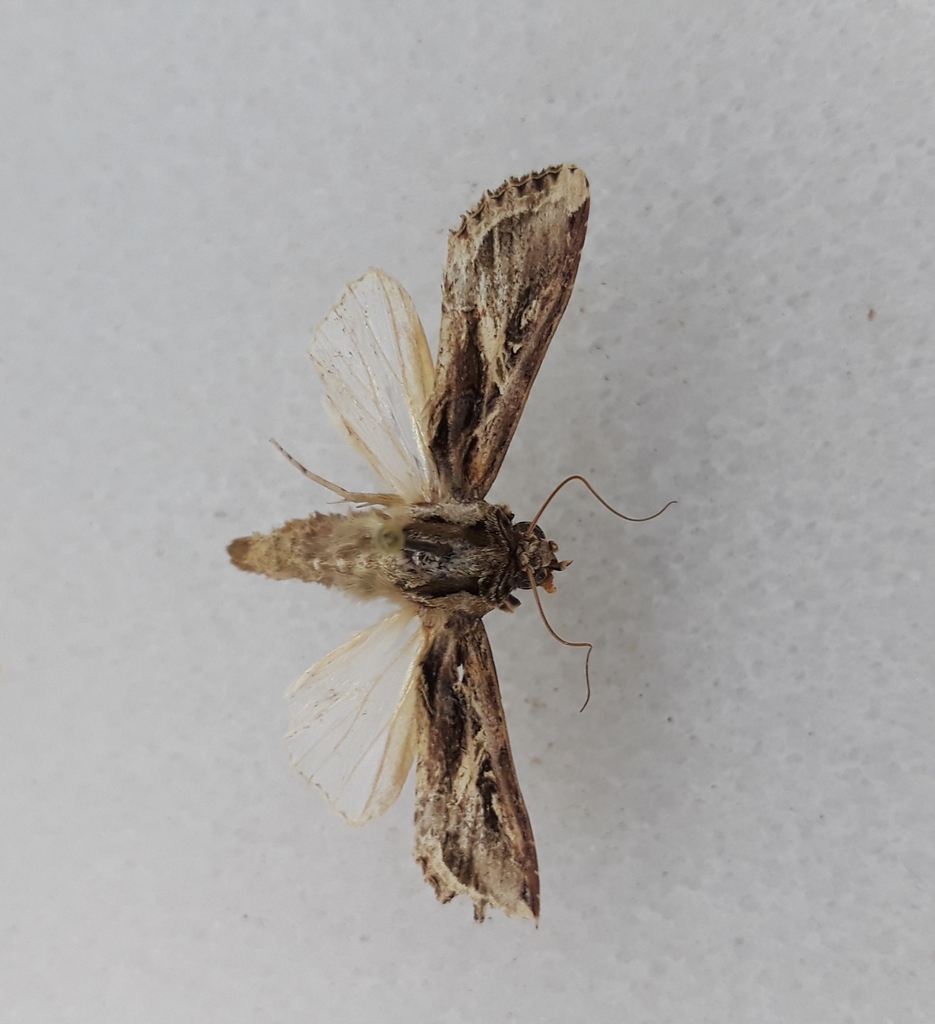 Fall Armyworm Moth from Guasaganda on March 09, 2020 at 02:27 PM by ...