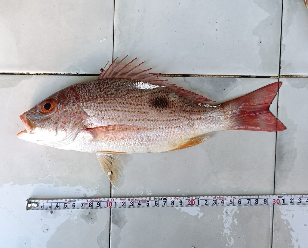 Spotted Rose Snapper from Embarcadero Isla de la Piedra, Gabriel Leyva ...