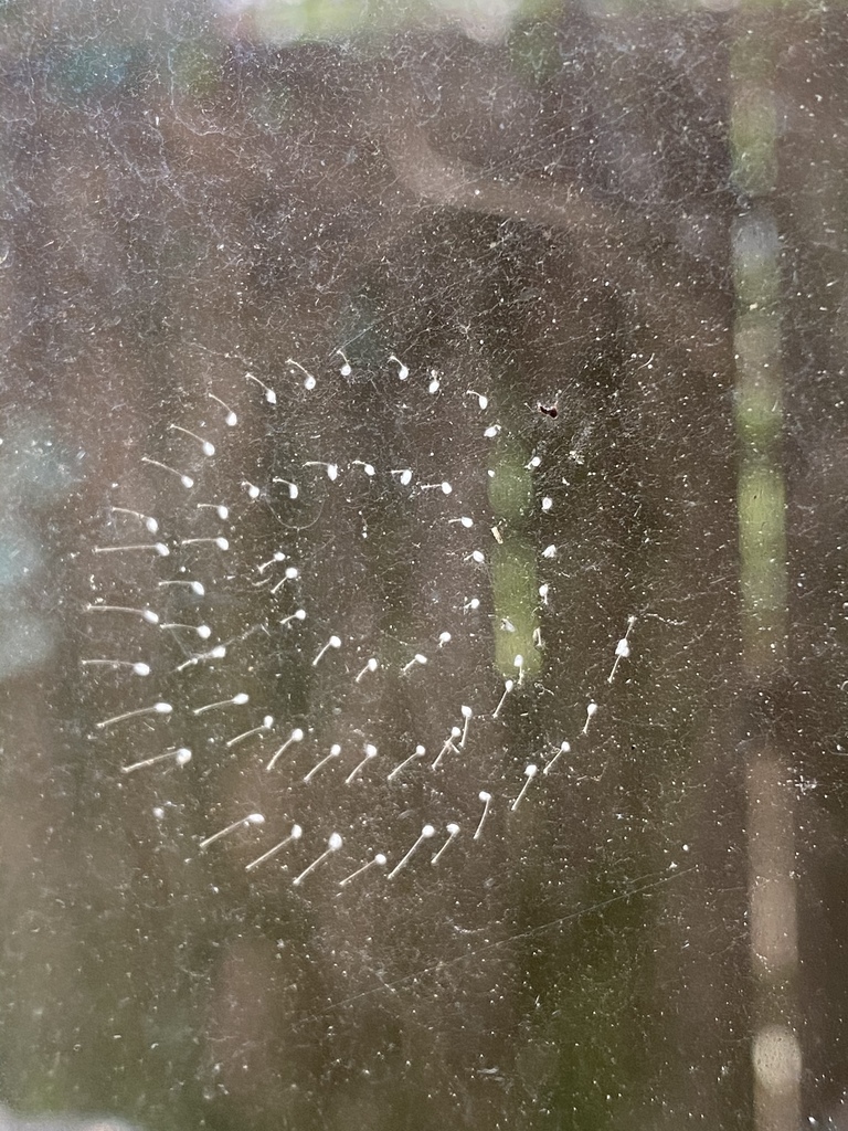 Green Lacewings from Indigo St, Houston, TX, US on March 09, 2020 at 03 ...