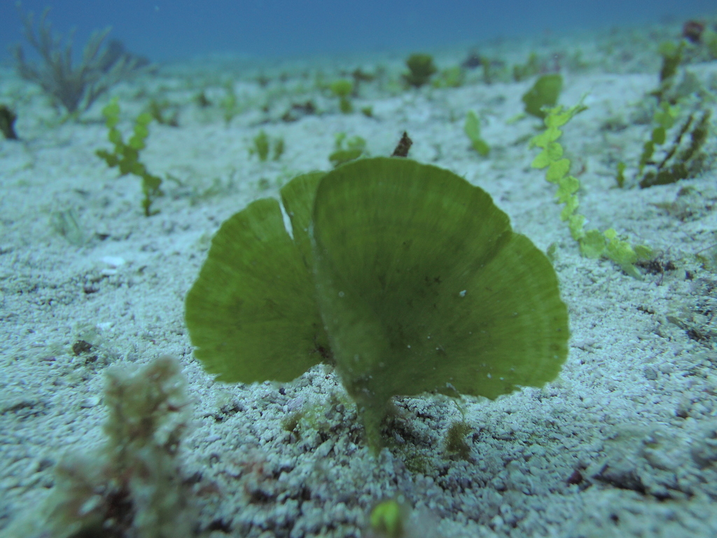 mermaid's-fan alga from Pecio C-58 on February 6, 2017 by Christian ...