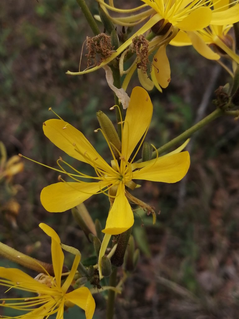 Triumfetta polyandra from Compostela, Nay., México on March 7, 2020 at ...