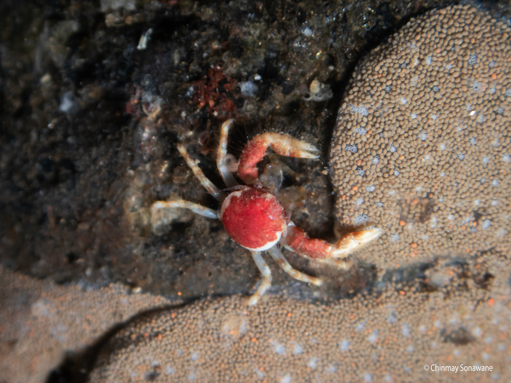 Polyonyx splendidus from Munage, Aadbandar, Maharashtra 416630, India ...