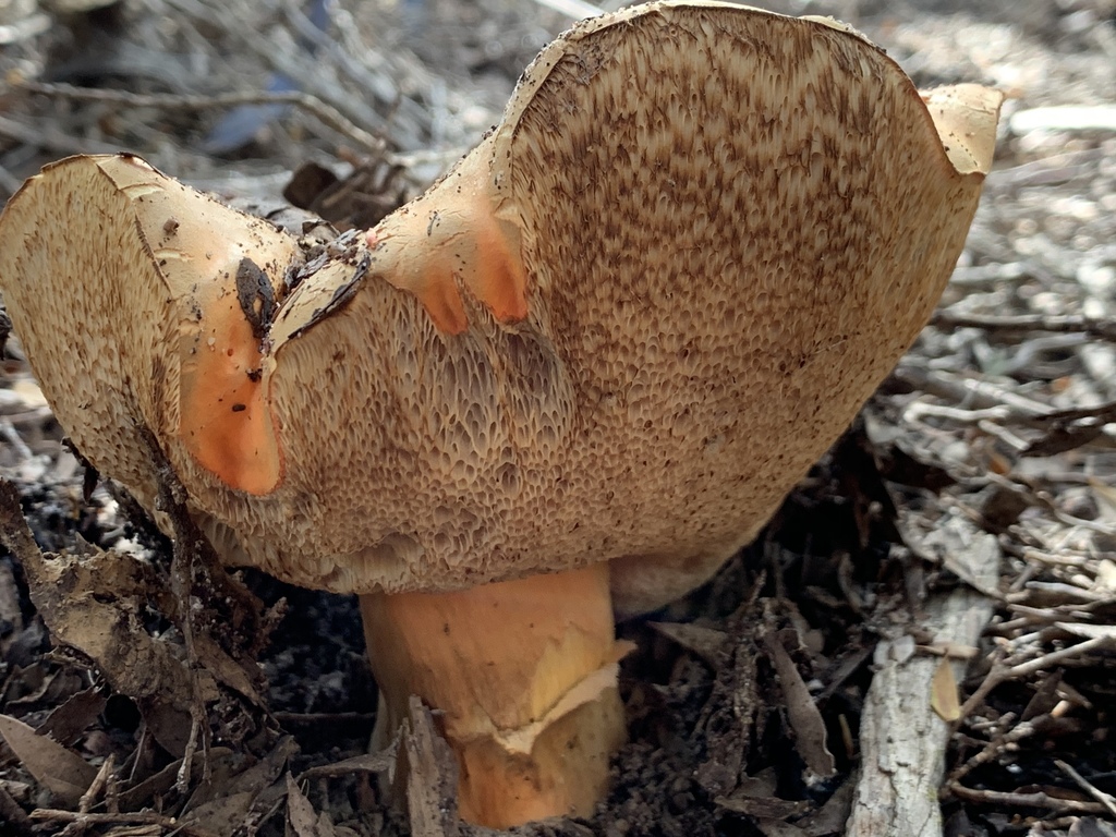 Tylopilus from Ewing Morass Conservation Reserve, Lake Tyers, VIC, AU ...