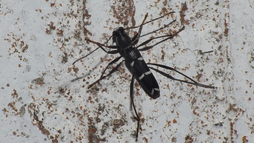 Demonax izumii · NaturaLista Colombia