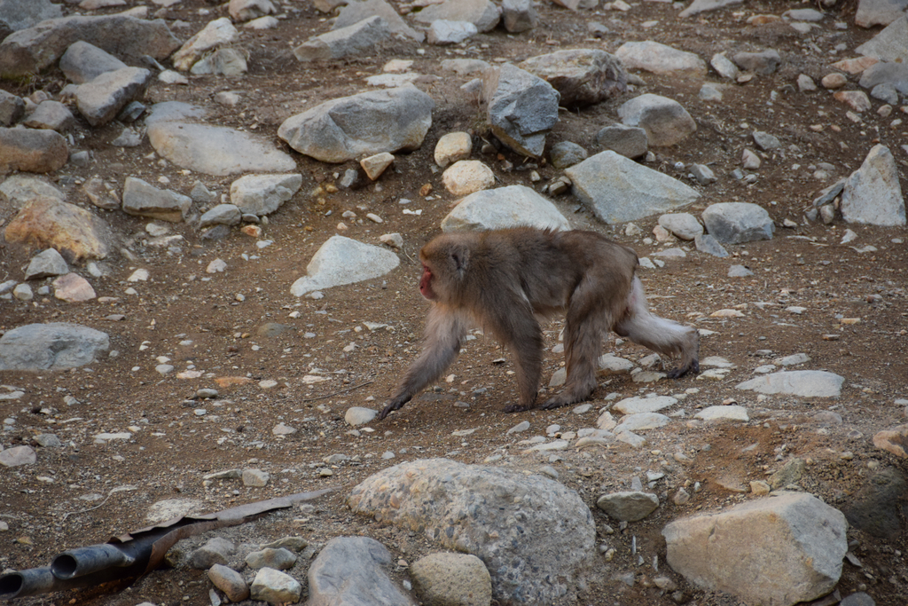 Japanese Macaque from Yamanochi, Nagano, JP on February 14, 2026 at 05: ...