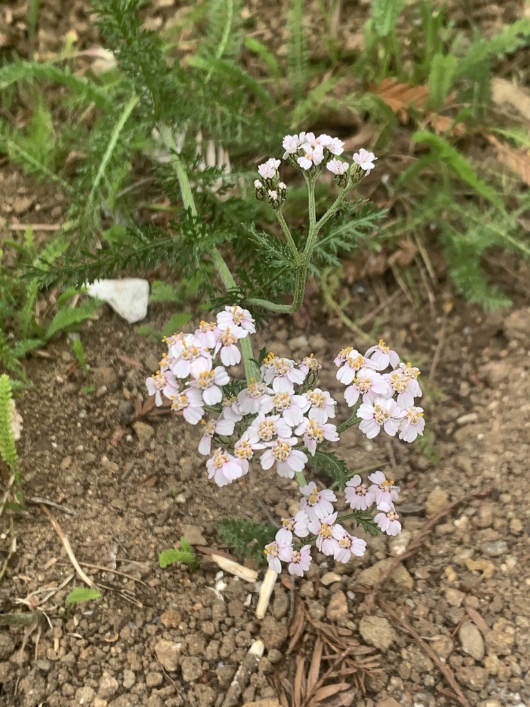 common yarrow from UC Santa Cruz, 圣克鲁斯, CA, US on March 10, 2020 at 10: ...