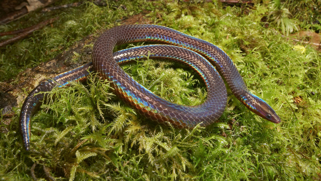 Common Collared Snake from Kinabalu Park, Ranau, Sabah, Malaysia on ...